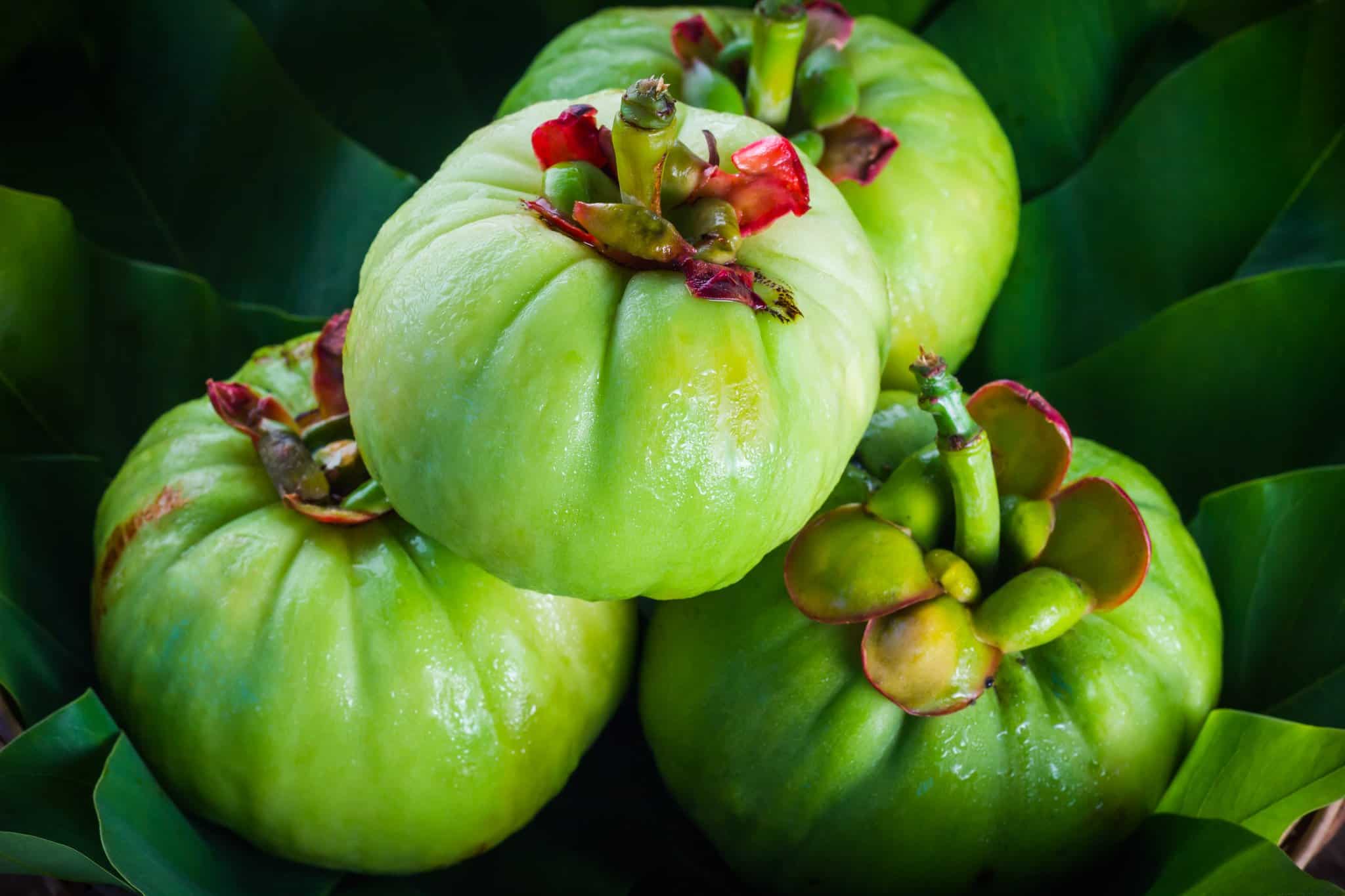 Garcinia Cambogia opiniones | Wuolo